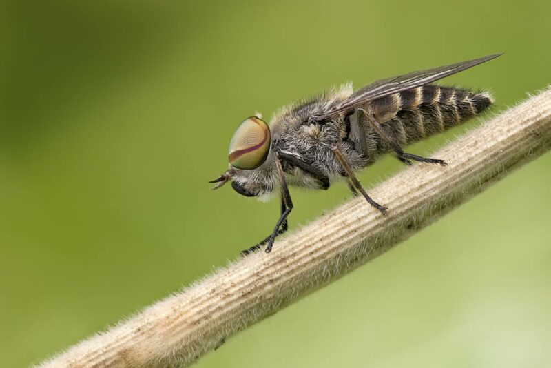 Broms Insekt: Ultimata guiden (2025) - Skadedjursbutiken.se