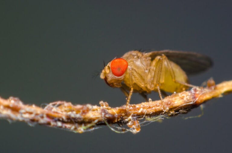 Alla Skadedjur (bli av med guider) - Skadedjursbutiken.se
