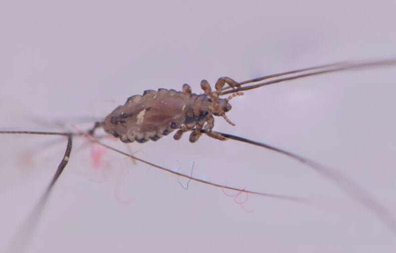 Alla Skadedjur (bli av med guider) - Skadedjursbutiken.se