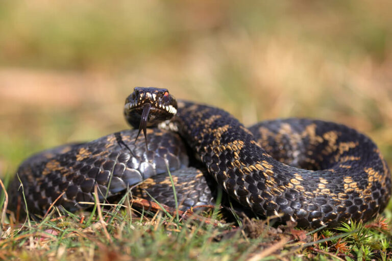 Lär dig se skillnad på huggorm och snok (2025) - Skadedjursbutiken.se