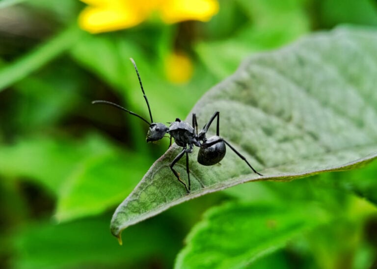 Alla Skadedjur (bli av med guider) - Skadedjursbutiken.se