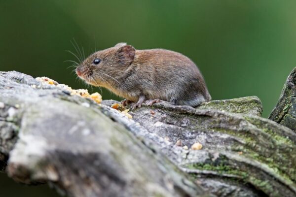 Sorkar: Ultimata Guide (2021) → Skadedjursbutiken.se