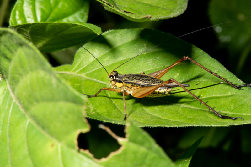 Alla Skadedjur (bli av med guider) - Skadedjursbutiken.se