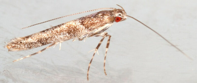 Alla Skadedjur (bli av med guider) - Skadedjursbutiken.se