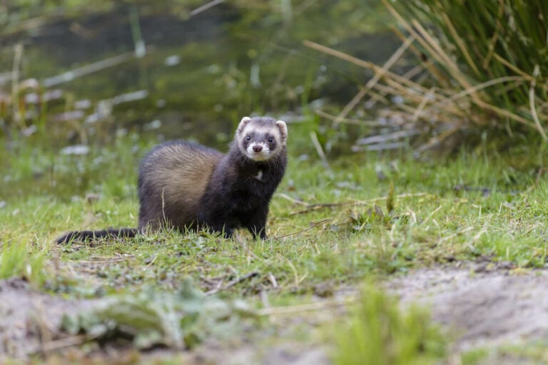 Iller: Ultimata guiden (2025) - Skadedjursbutiken.se