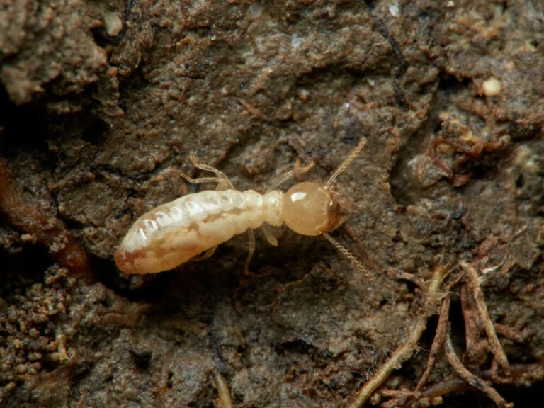 Termit » Ultimata Guiden - Skadedjursbutiken.se